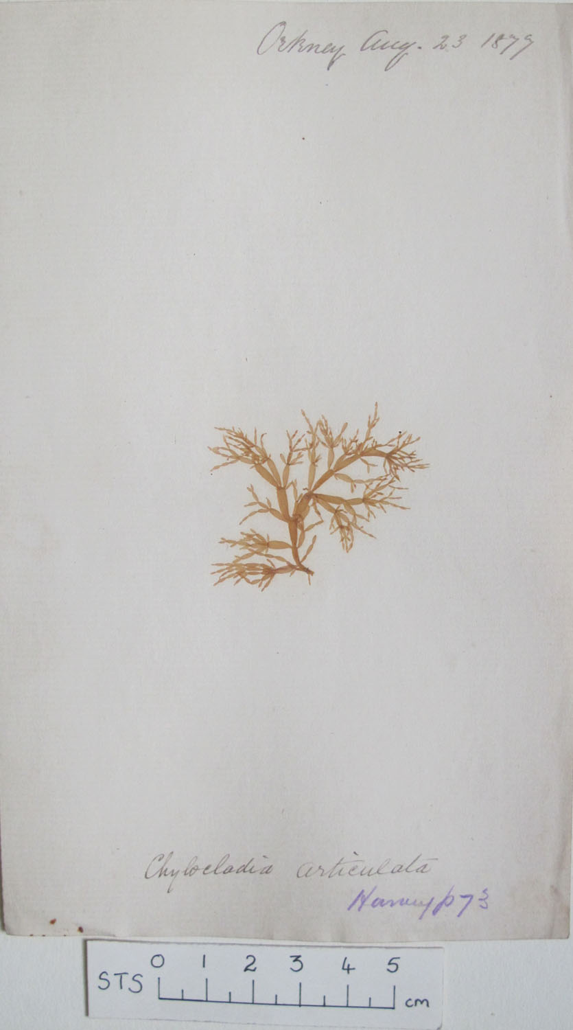 Collections | Stromness Museum