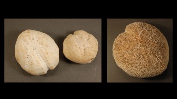 Stromness Museum blog | Stromness Museum